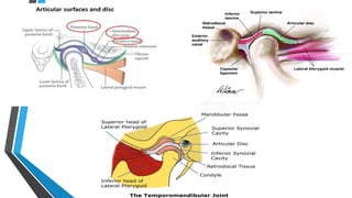 TMJ Anatomical Structures & clinical applications.pptx