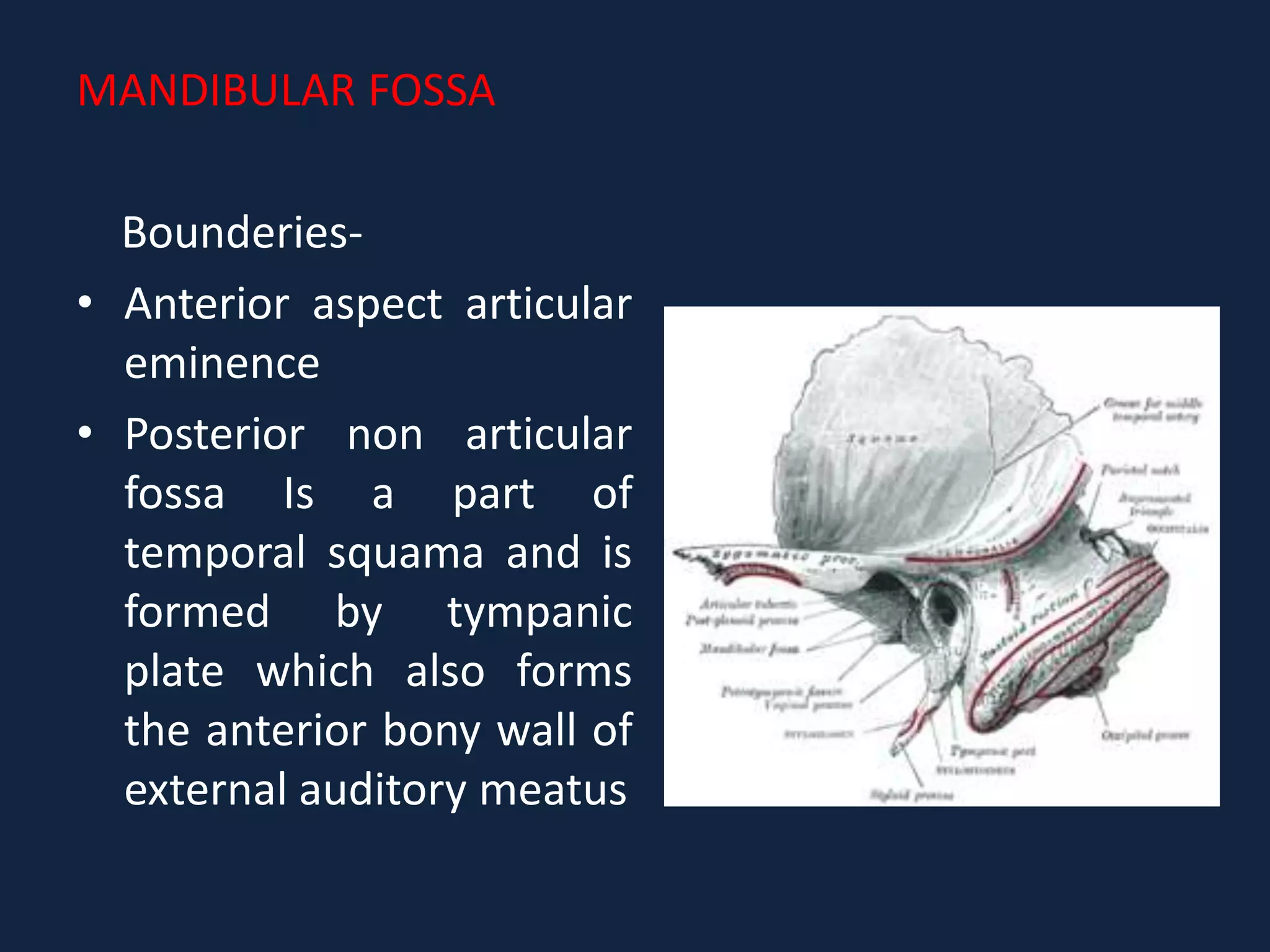 Tmj anatomy | PPTX