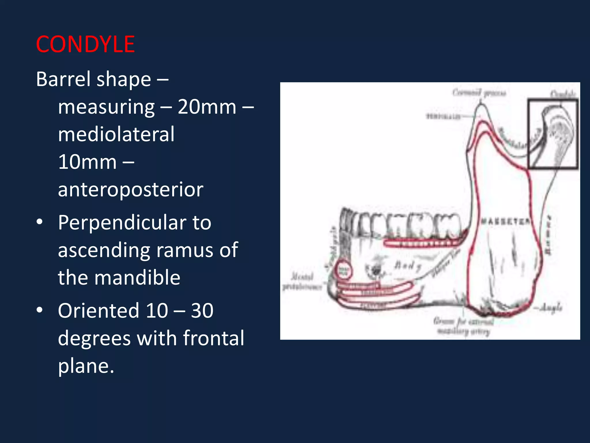 Tmj anatomy | PPTX