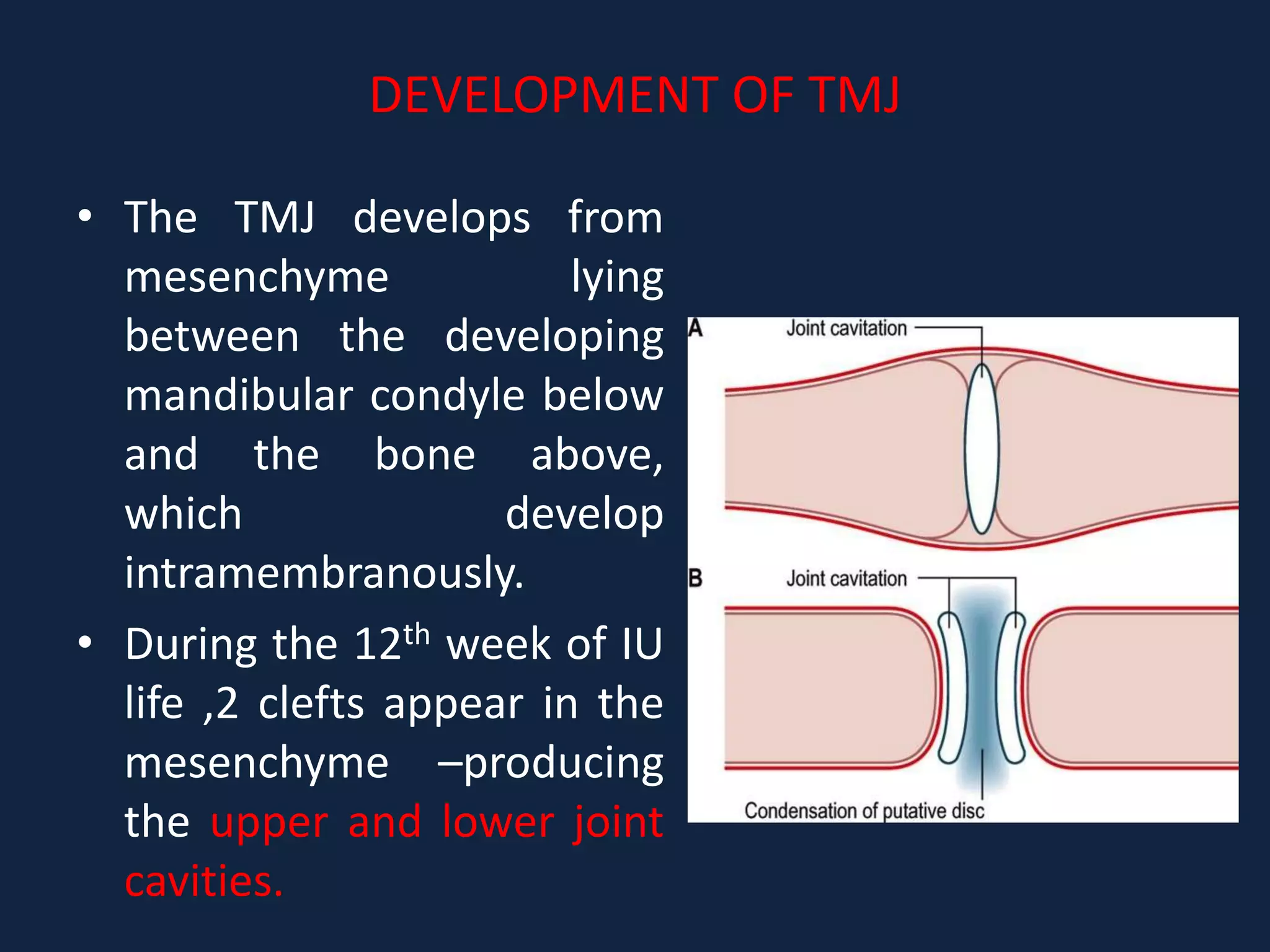 Tmj anatomy | PPTX