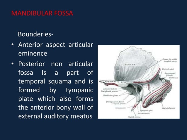 Tmj anatomy | PPTX