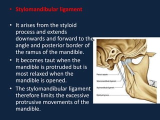 Temporomandibular Ligament