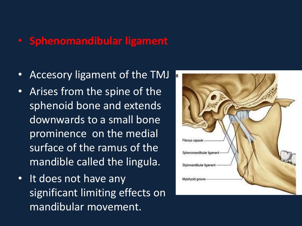 Tmj anatomy