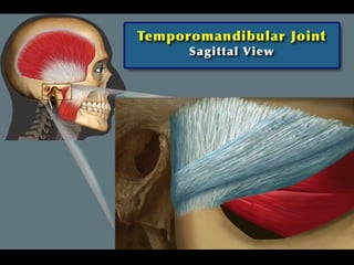 Tmj anatomy | PPT