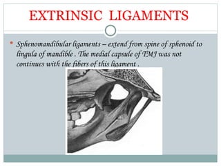 tmj anatomy powerpoint presentation basic anatomy | PPT