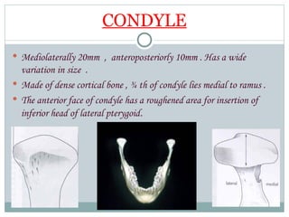 tmj anatomy powerpoint presentation basic anatomy | PPT
