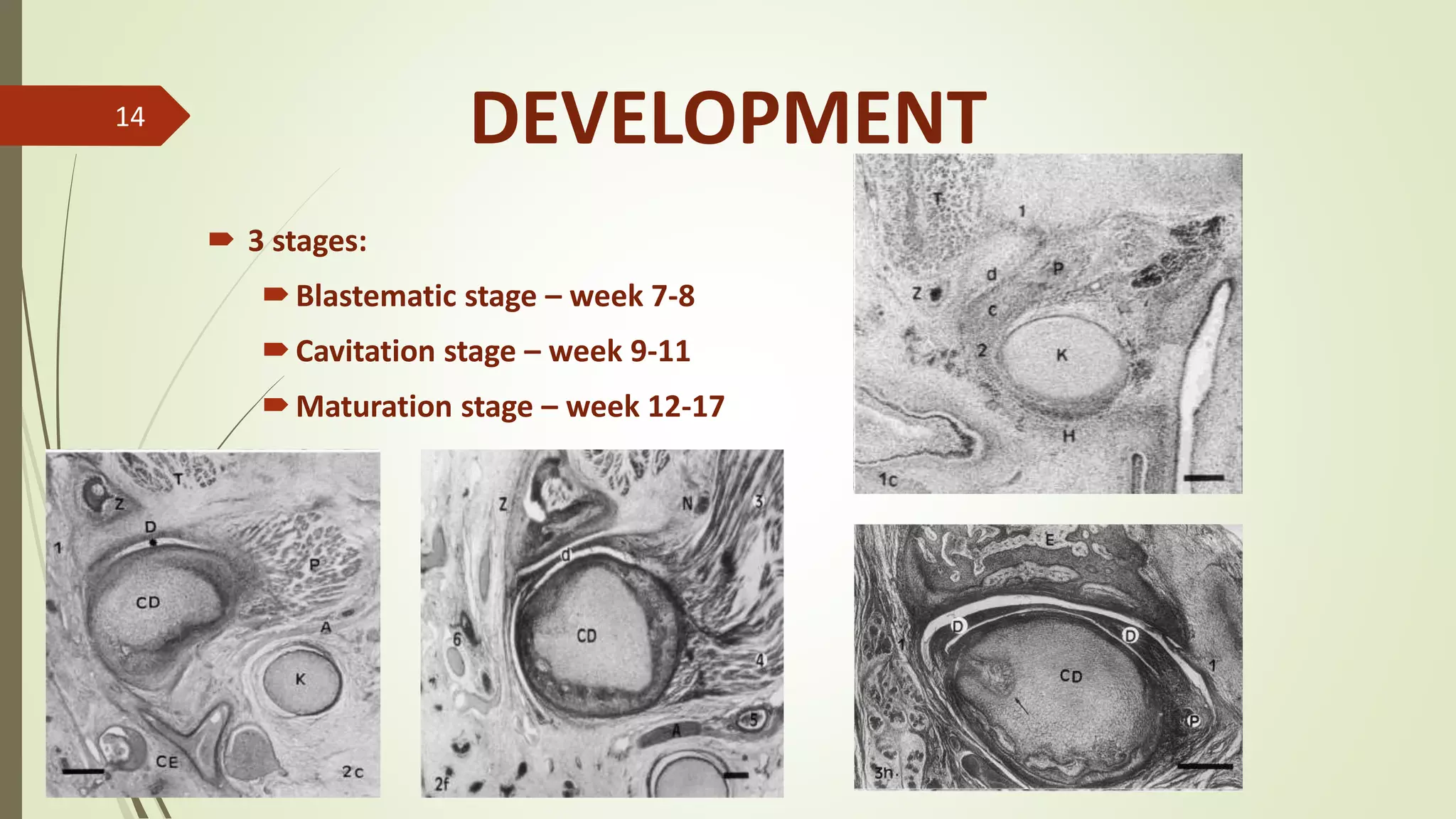 TMJ Anatomy and TMD | PPTX