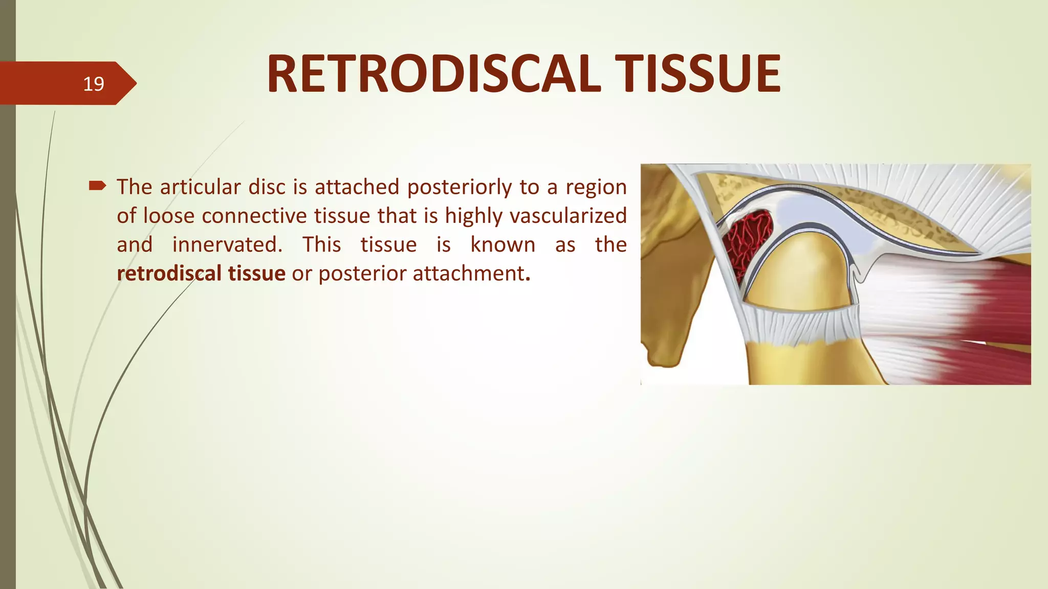 TMJ Anatomy and TMD | PPTX