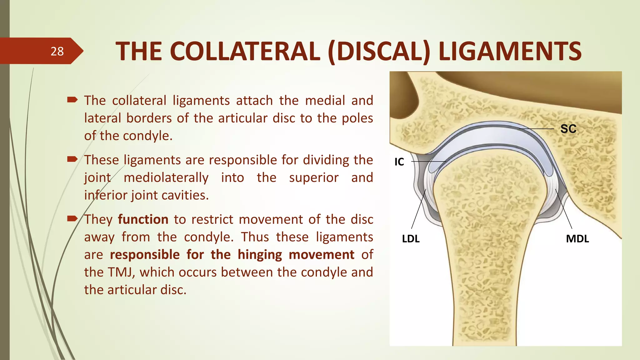 TMJ Anatomy and TMD | PPTX