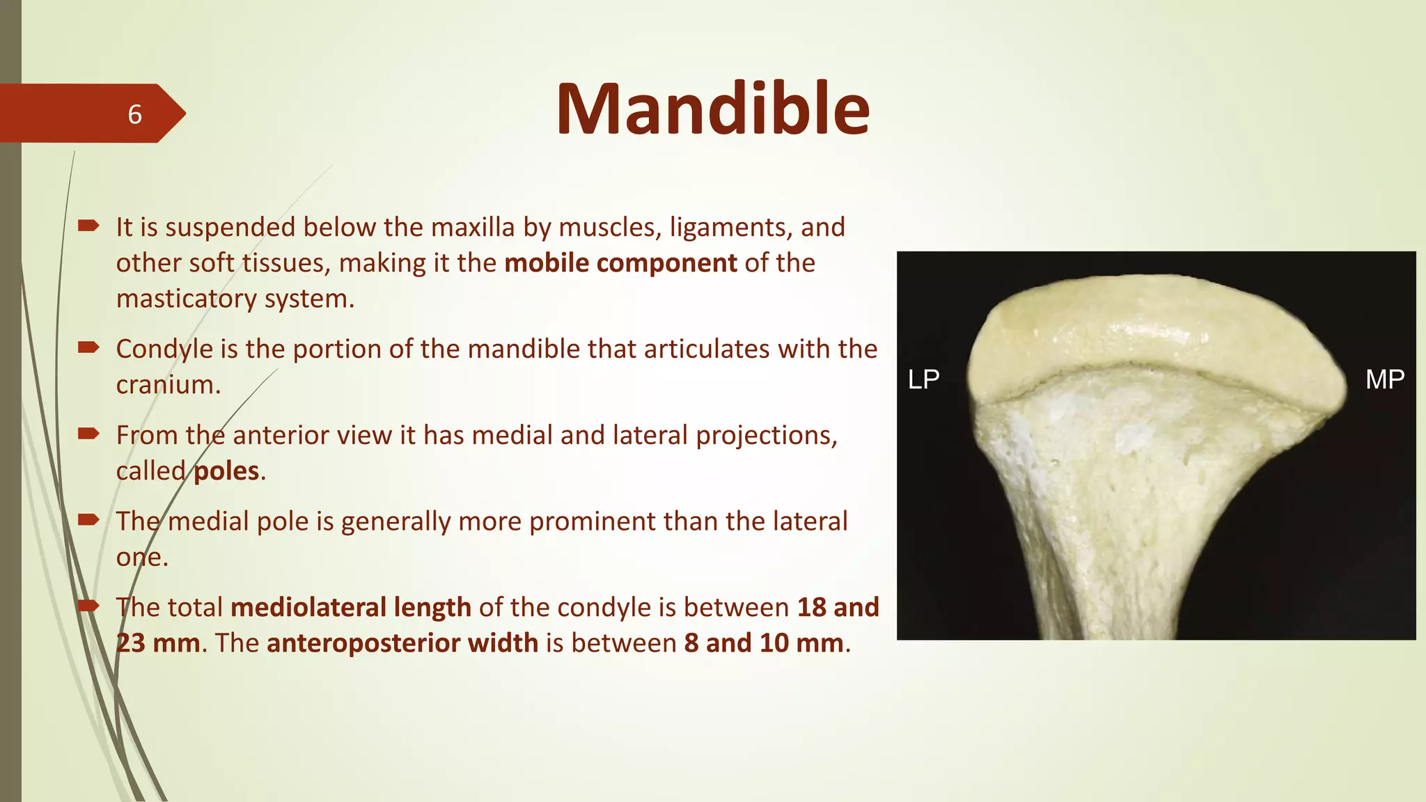 TMJ Anatomy and TMD | PPTX