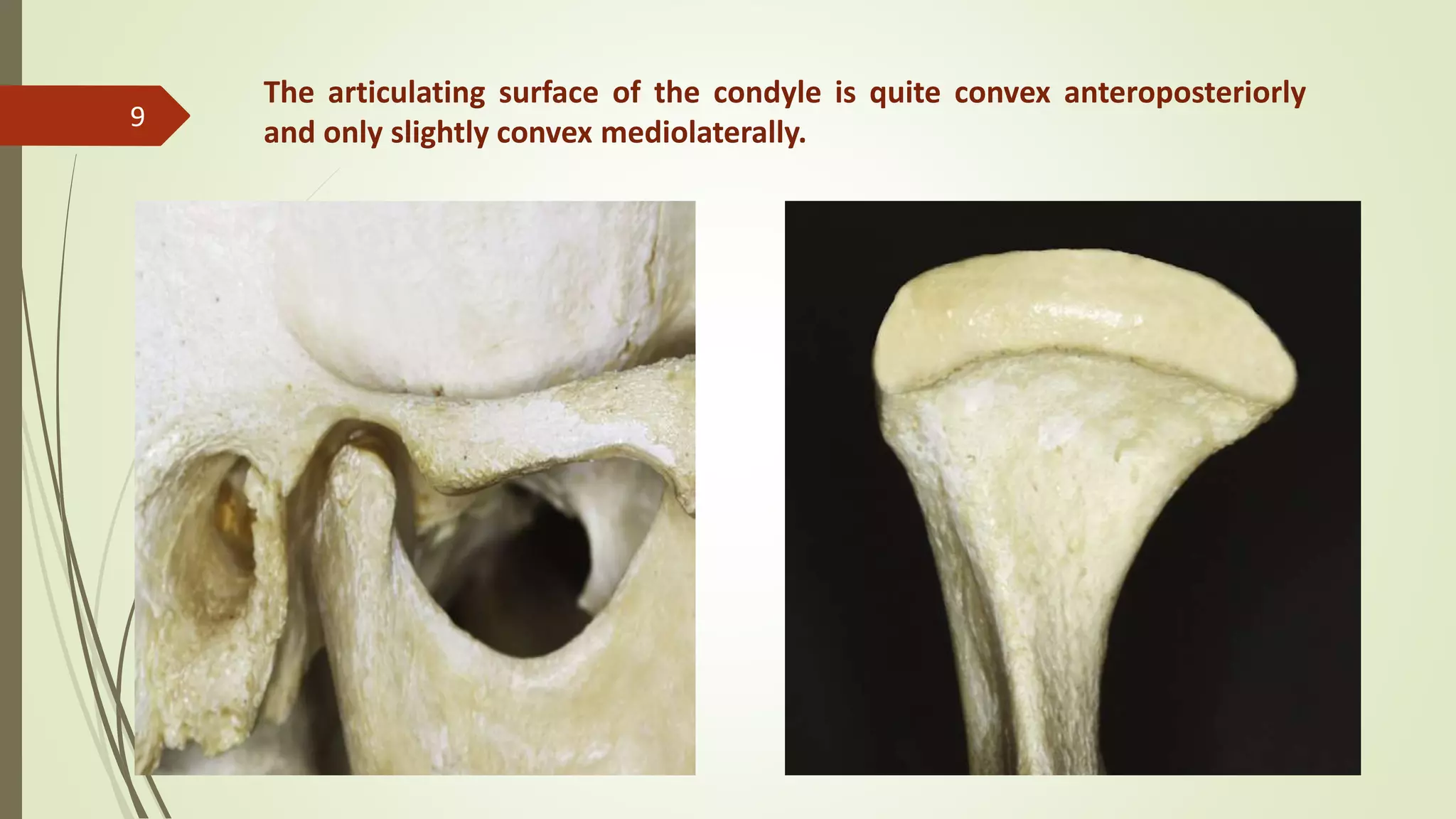TMJ Anatomy and TMD | PPTX