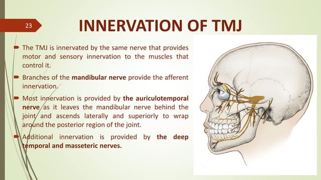 TMJ Anatomy and TMD | PPTX