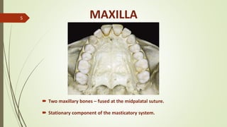 TMJ Anatomy and TMD | PPTX