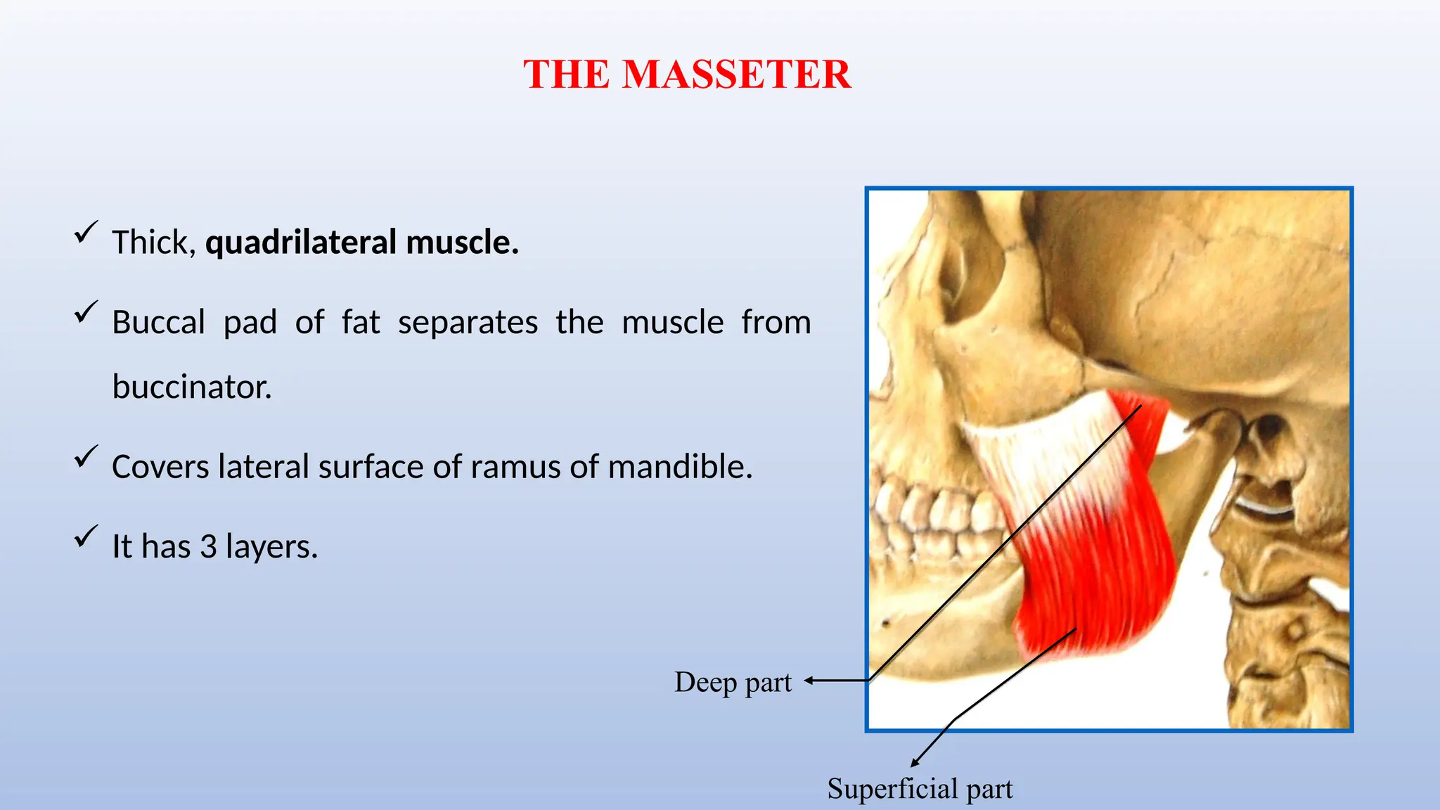 TMJ and MUSCLES OF MASTICATION seminar.pptx