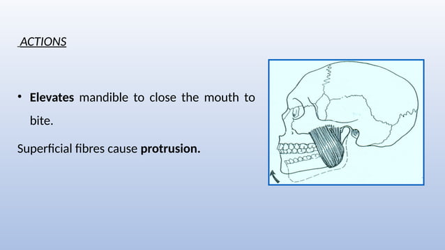 TMJ and MUSCLES OF MASTICATION seminar.pptx
