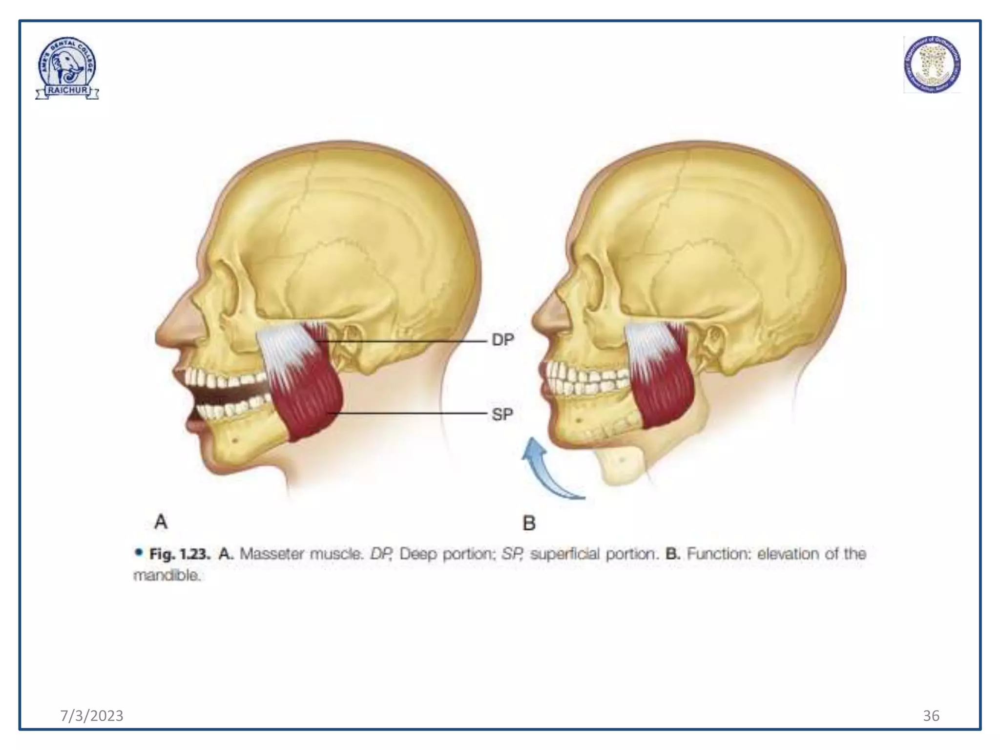 TMJ EVALUATION AND ITS ANATOMY.pptx