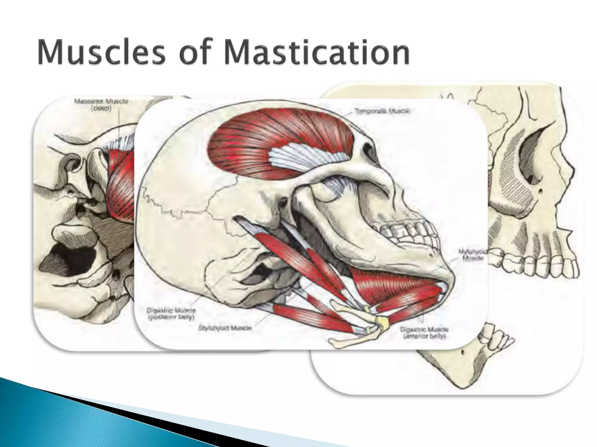 Tm j examination | PPTX | Bone and Joint Conditions | Diseases and ...