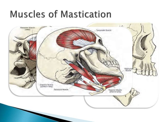 Tm j examination | PPTX | Bone and Joint Conditions | Diseases and ...