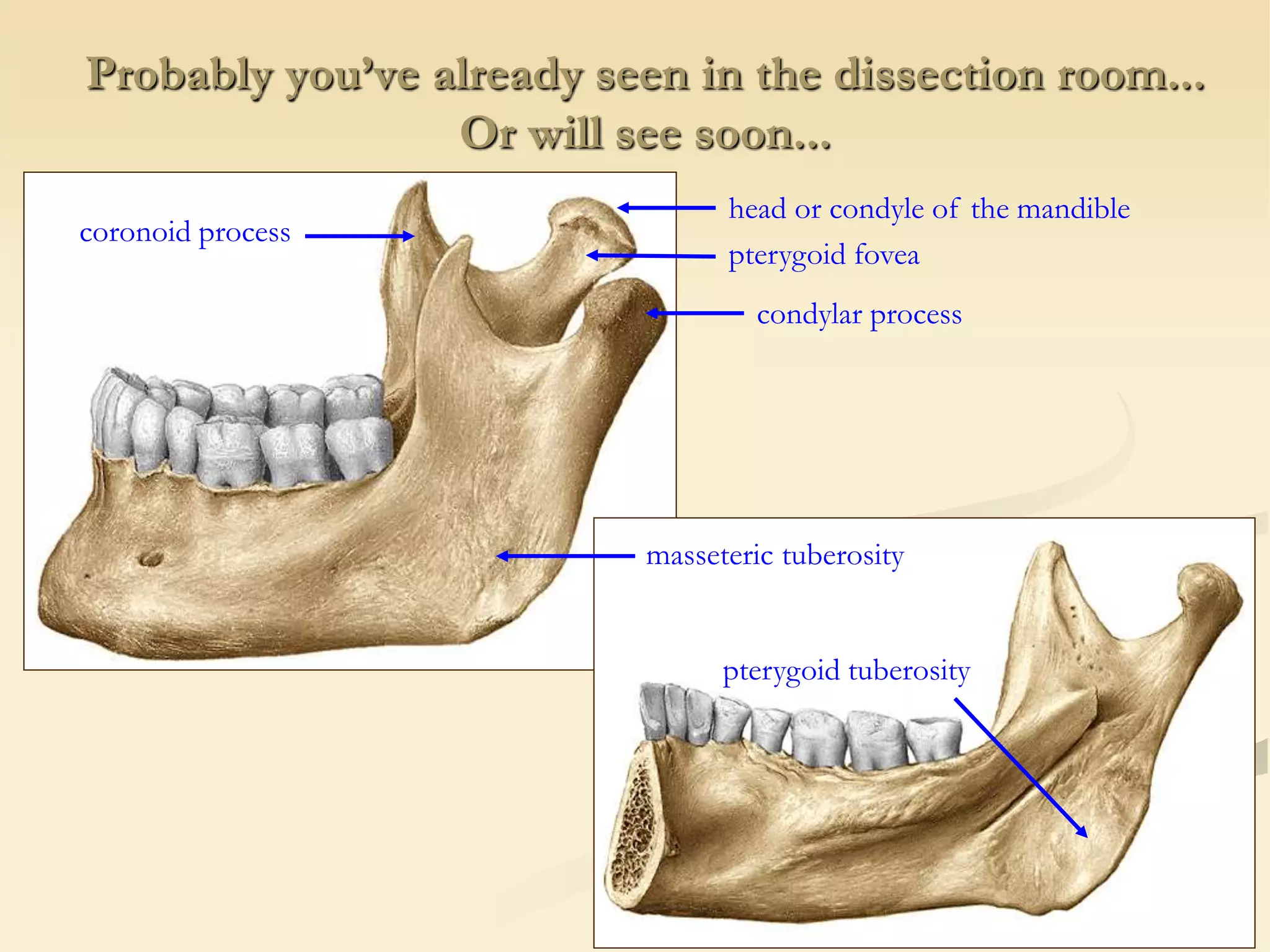 tmj_facialexpr_em1_kom2018.ppt