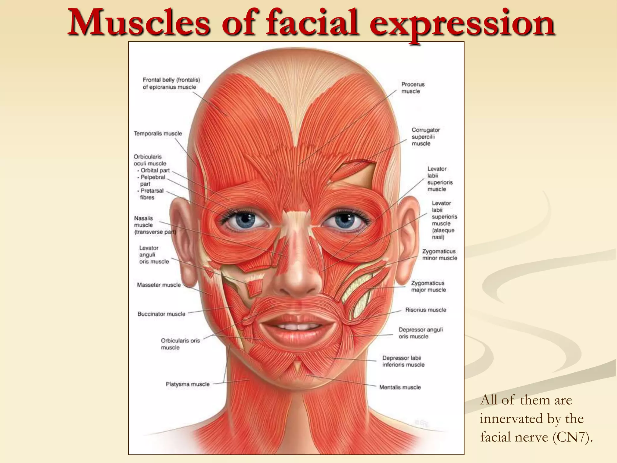 tmj_facialexpr_em1_kom2018.ppt