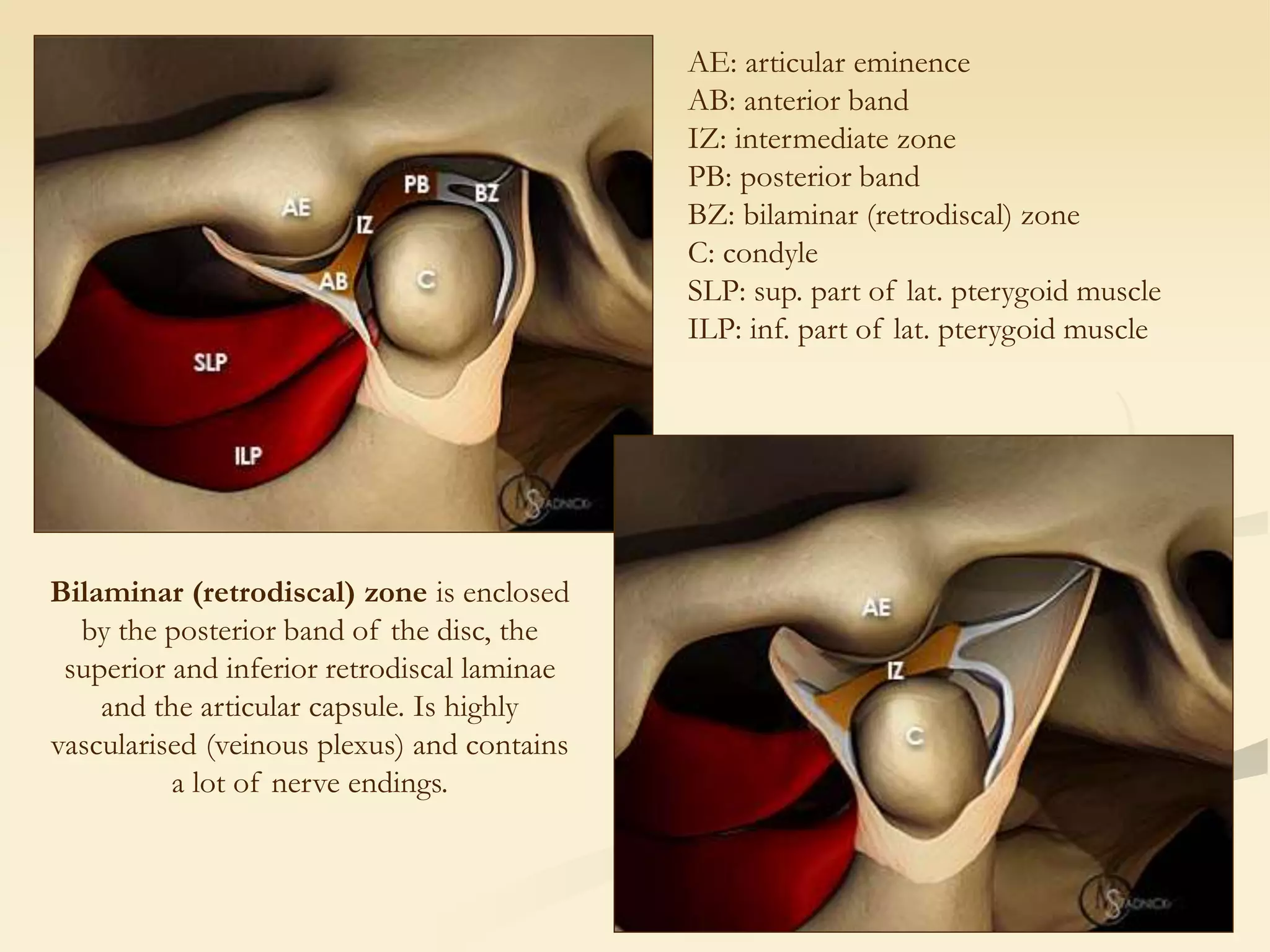 tmj_facialexpr_em1_kom2018.ppt