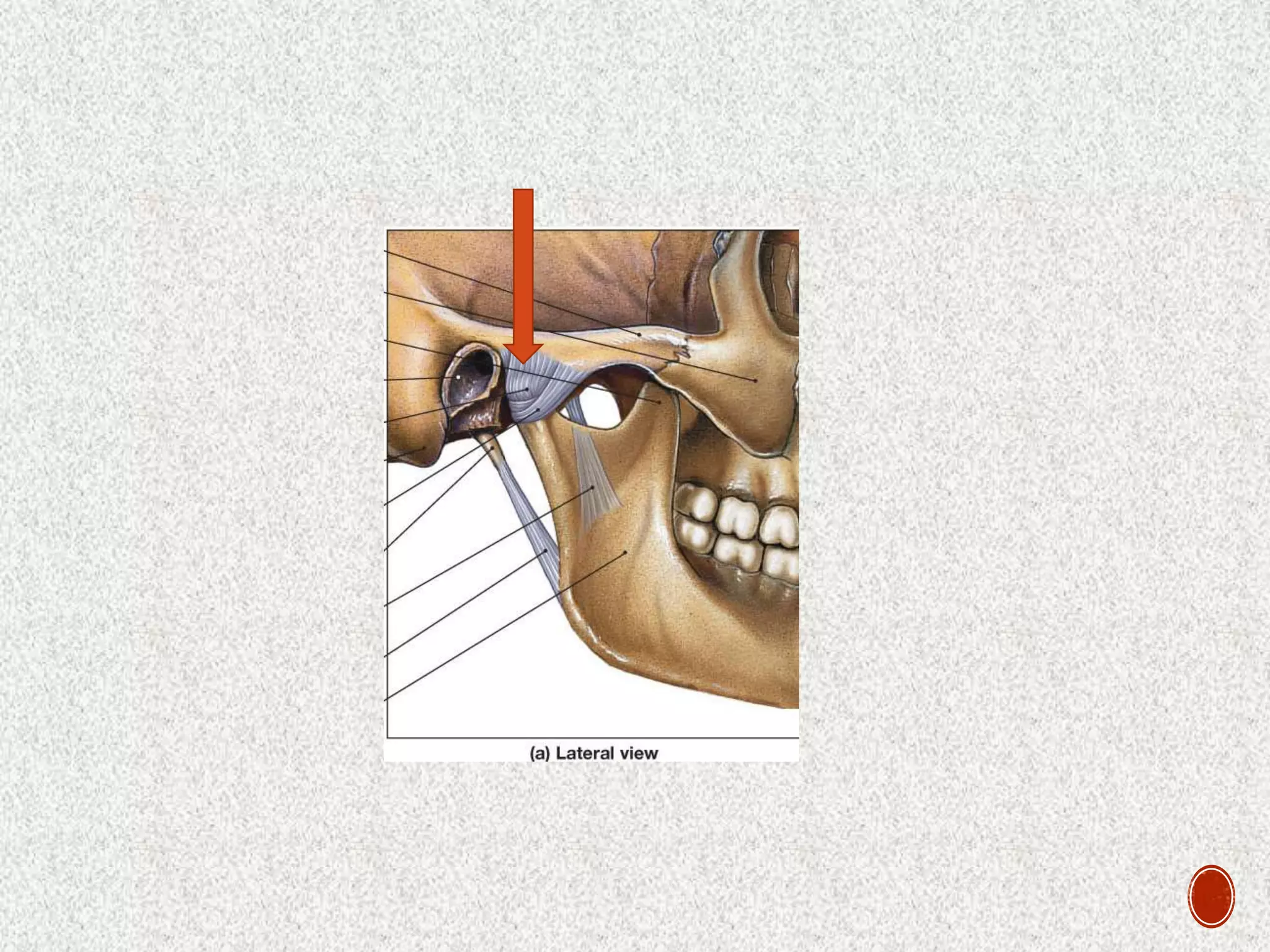 Tmj surgical anatomy and approaches | PPTX