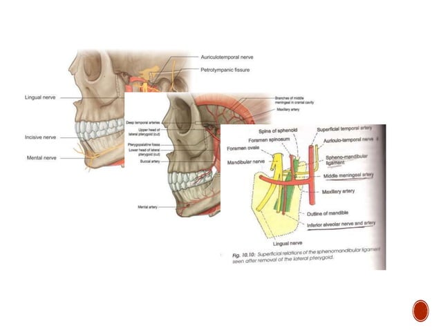 Tmj surgical anatomy and approaches | PPTX
