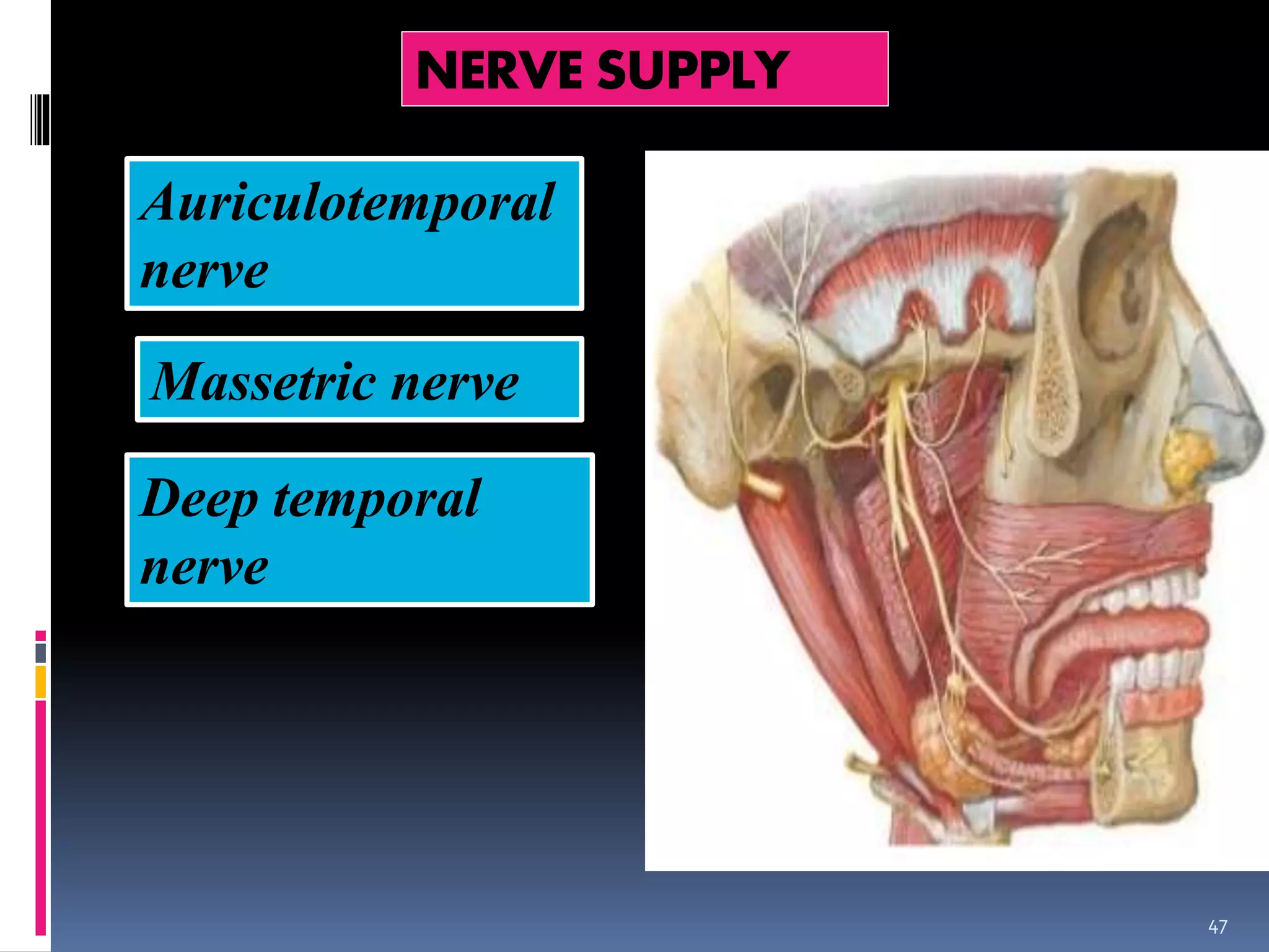 TEMPOROMANDIBULAR JOINT | PPTX