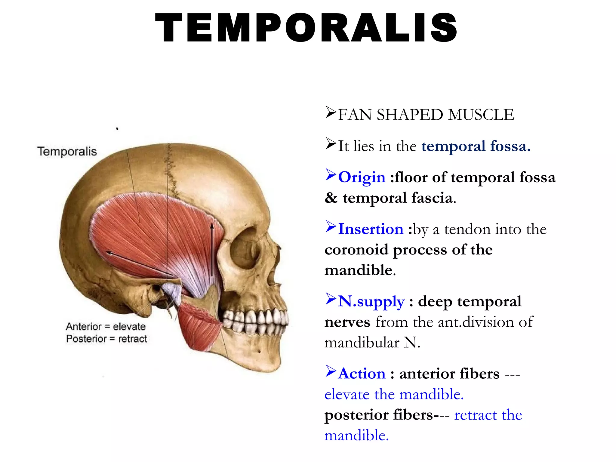 MUSCLES OF MASTICATION & TEMPOROMANDIBULAR JOINT | PPT