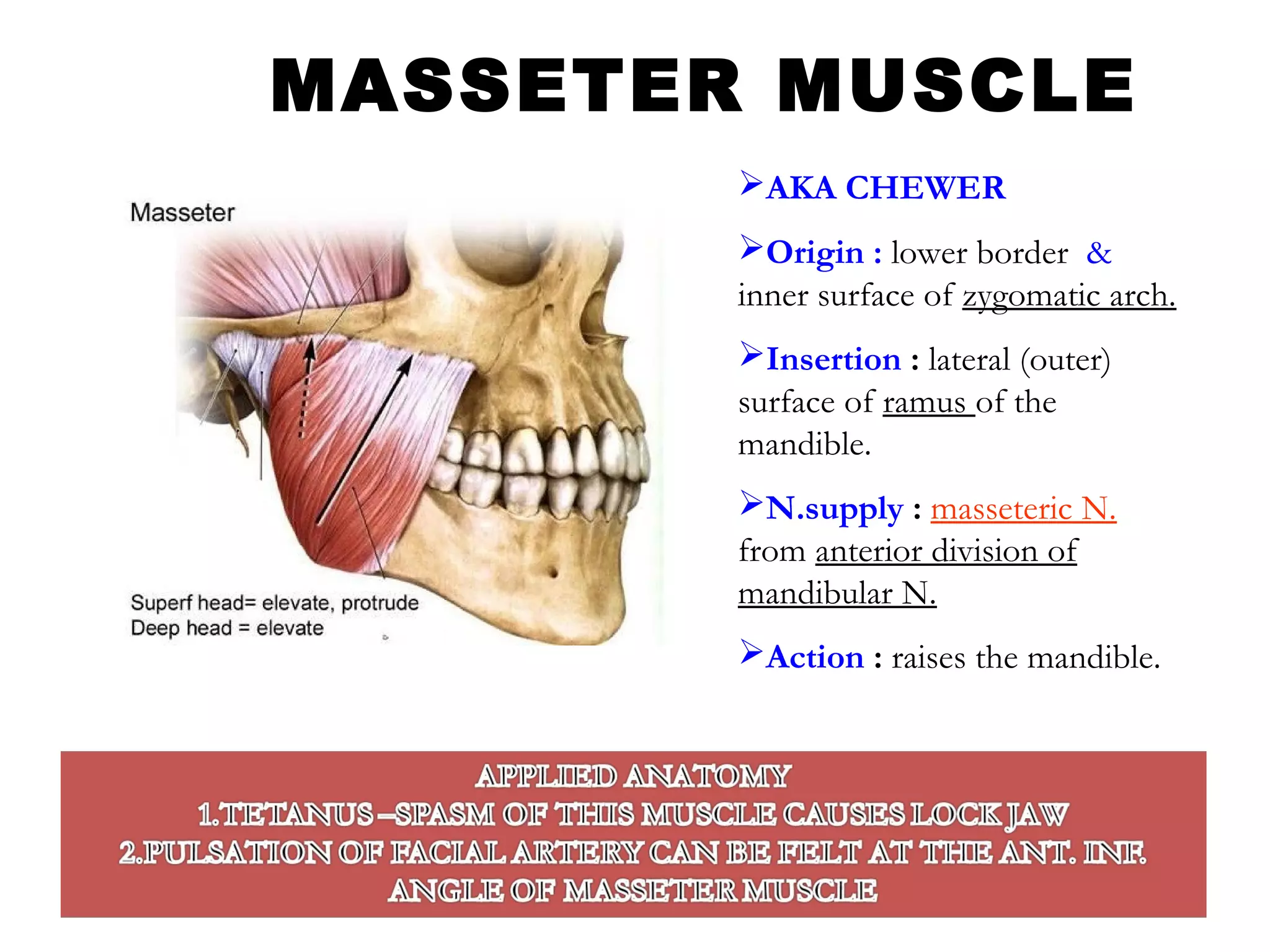 MUSCLES OF MASTICATION & TEMPOROMANDIBULAR JOINT | PPT