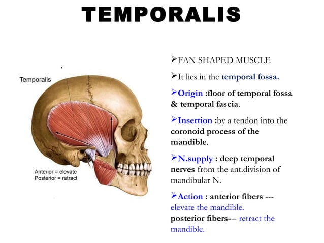MUSCLES OF MASTICATION & TEMPOROMANDIBULAR JOINT | PPT