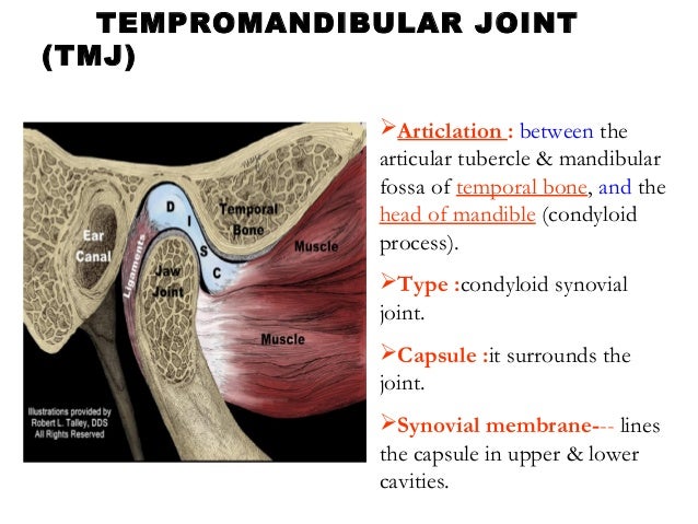 Tmj Anatomy Muscles Mastication Muscles Of The Face & Mastication