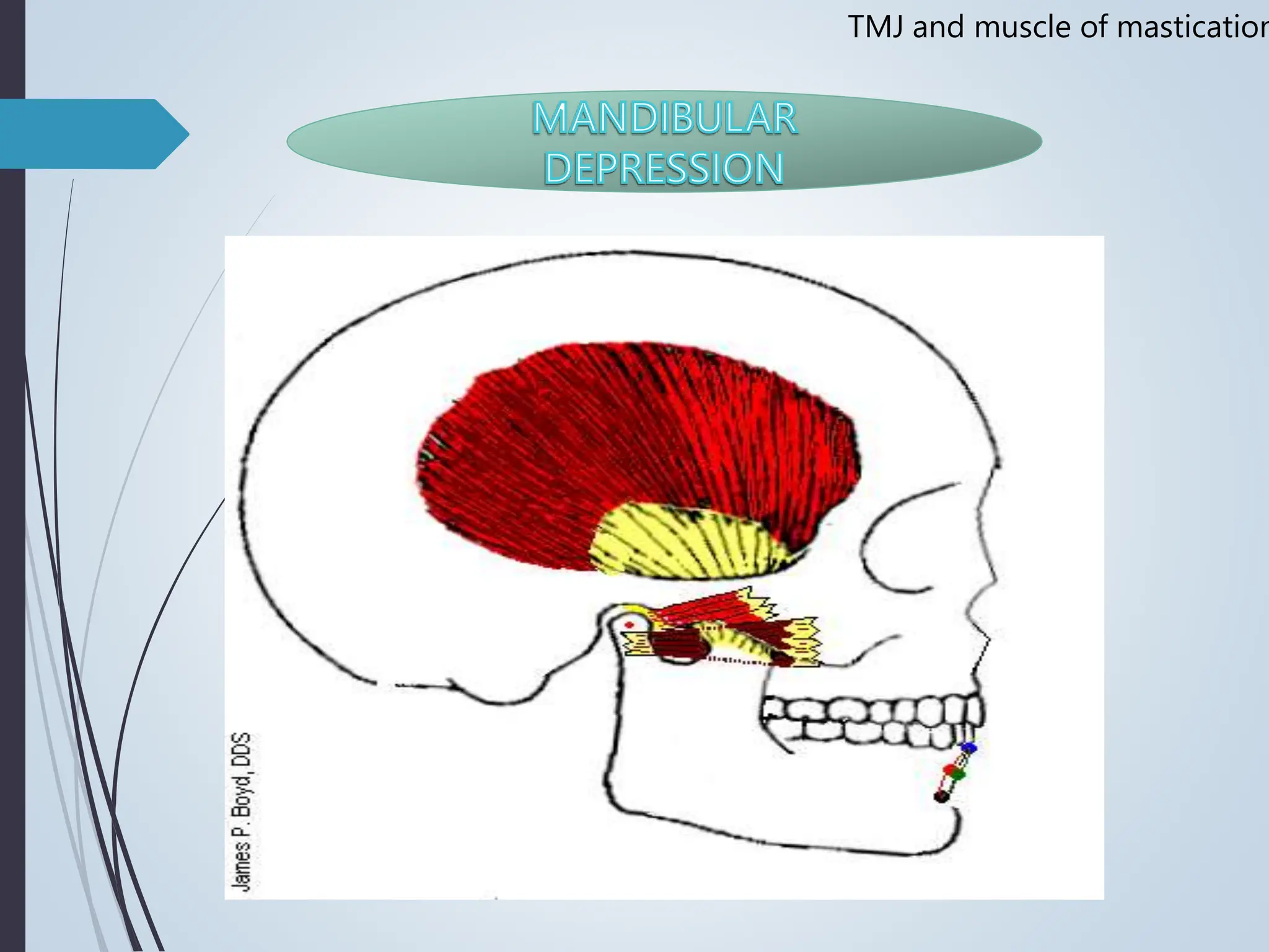 Temporomandibular joint Muscles of Mastication | PPT