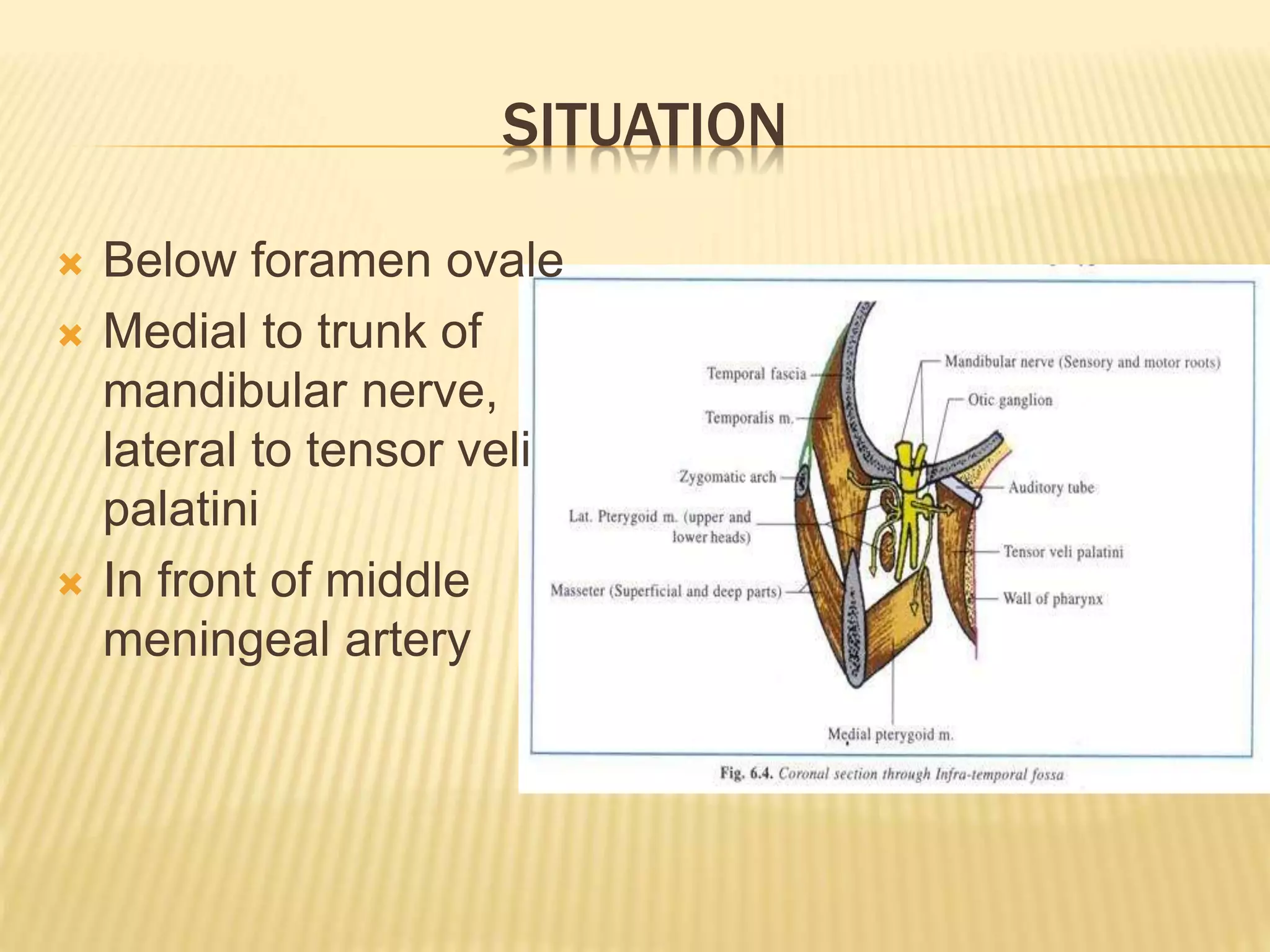 Tm joint, mandibular nerve | PPTX