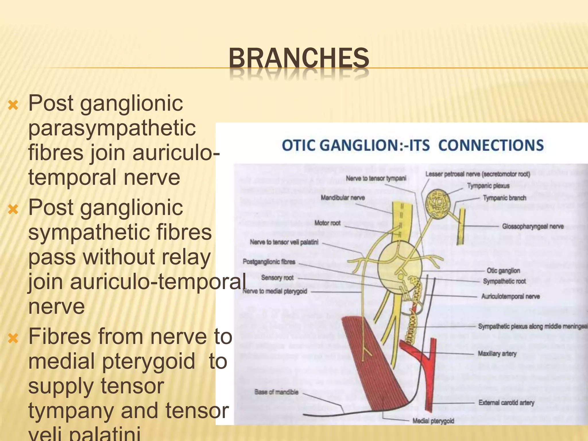 Tm joint, mandibular nerve | PPTX