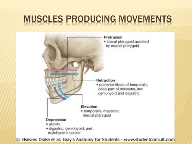 Tm joint, mandibular nerve | PPT