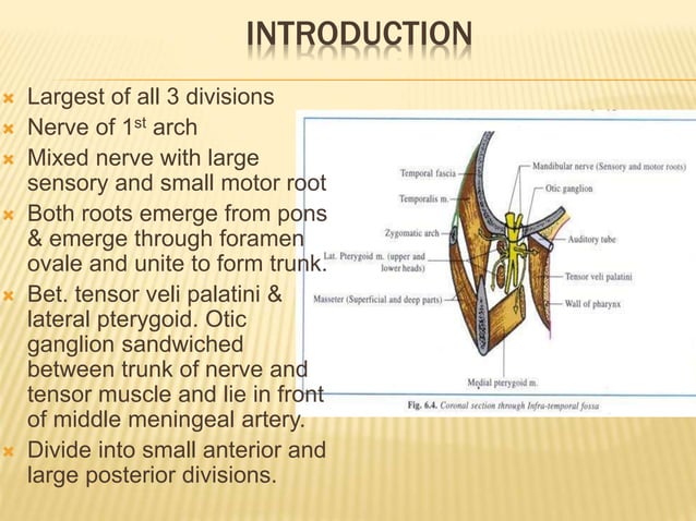 Tm joint, mandibular nerve | PPT