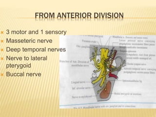 Tm joint, mandibular nerve | PPT