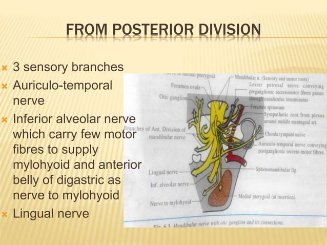 Tm joint, mandibular nerve | PPT