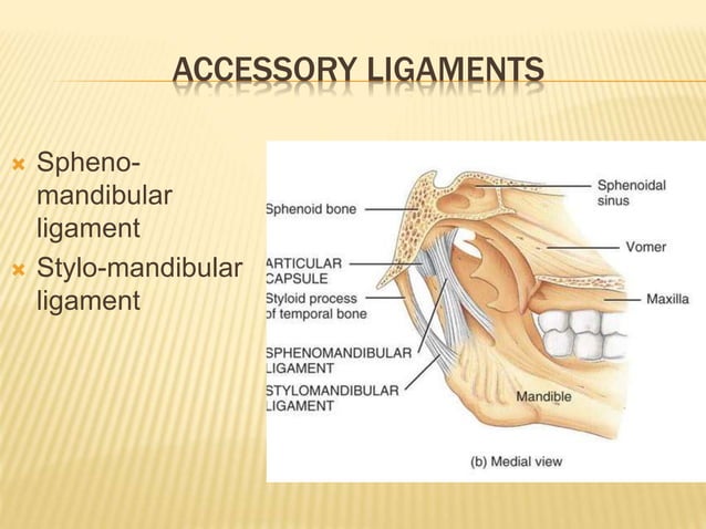 Tm joint, mandibular nerve | PPT