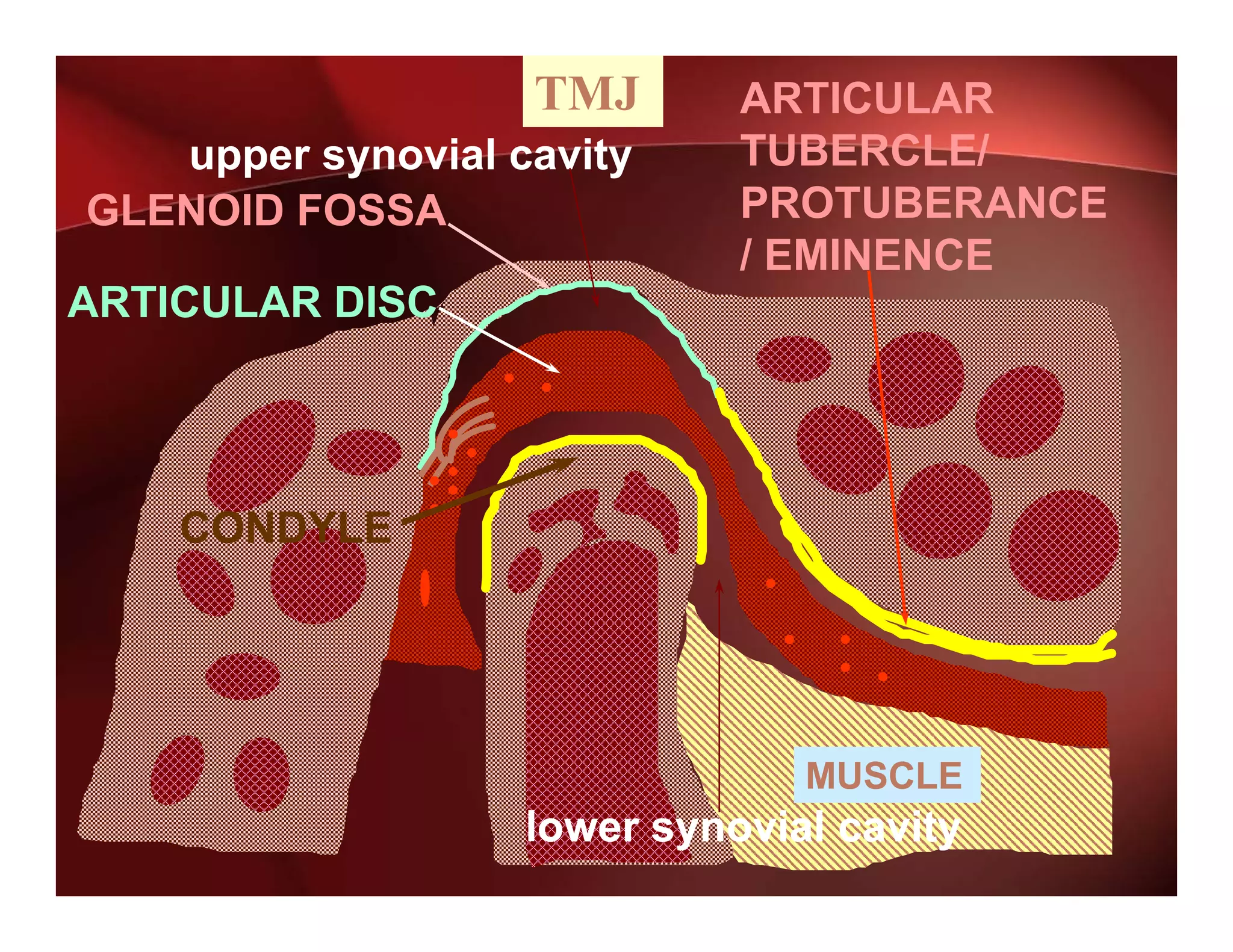 Tmj ortho | PDF