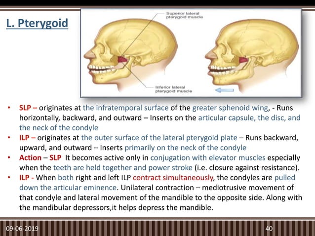 TMJ and Its Applied Aspects in Prosthodontics | PPTX