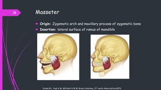 OCCLUSION AND TMDs | PPTX