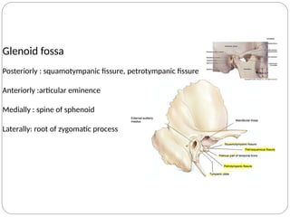 temporomandibular joint. Structure and functions.pptx
