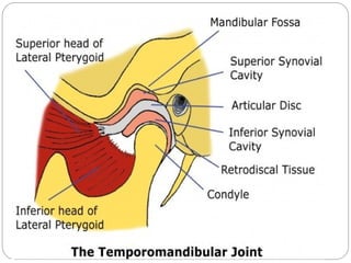temporomandibular joint. Structure and functions.pptx