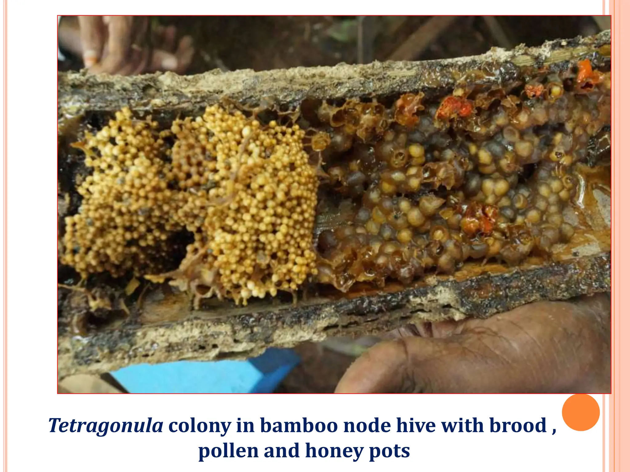WORLD honey bee day ppt (Honey bee types and it's pests and diseases ...