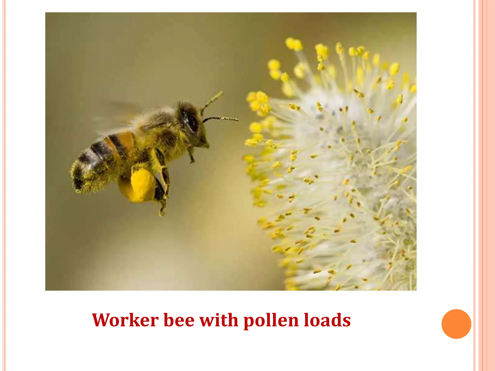 WORLD honey bee day ppt (Honey bee types and it's pests and diseases ...
