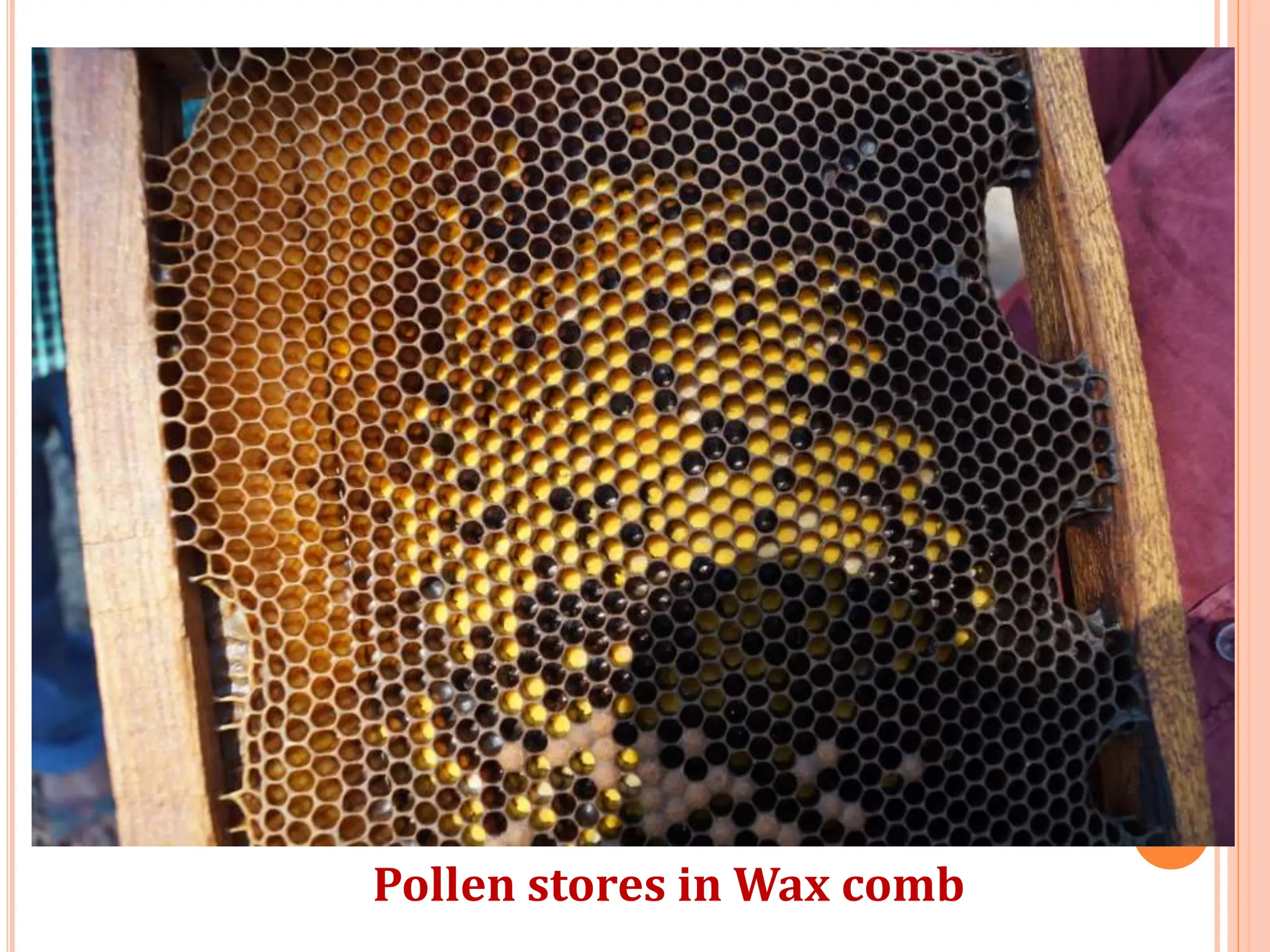 WORLD honey bee day ppt (Honey bee types and it's pests and diseases ...