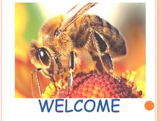 WORLD honey bee day ppt (Honey bee types and it's pests and diseases ...