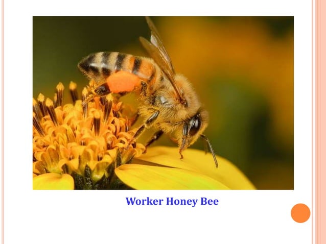 WORLD honey bee day ppt (Honey bee types and it's pests and diseases ...